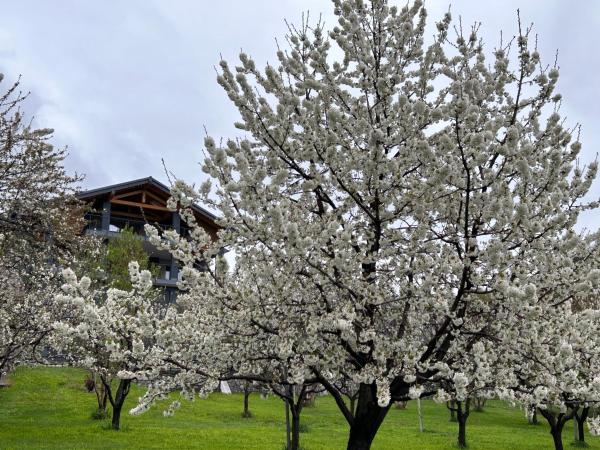 Appartamenti Verger Plein Soleil - Gressan