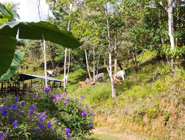 Casa Las Gemelas - Costa Rica