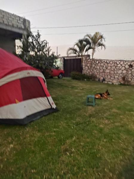 Nada Y Acampa Con Tus Perritos - Morelos