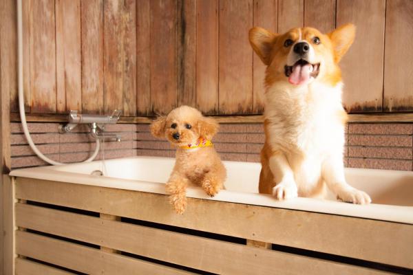 Izumigo Takayama Dog Paradise Hotel - Takayama