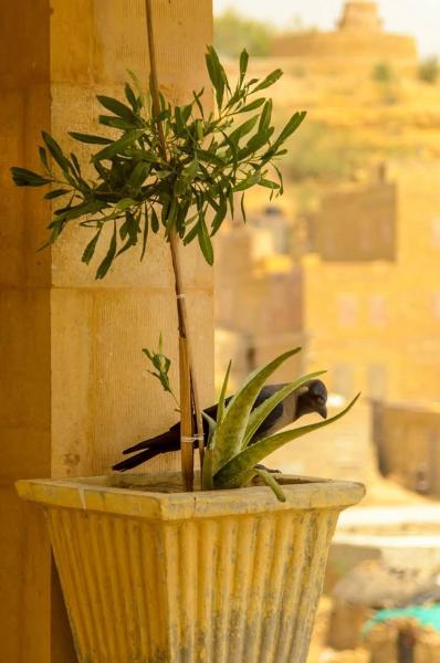 Jimmy Desert Guesthouse & Safari - Jaisalmer