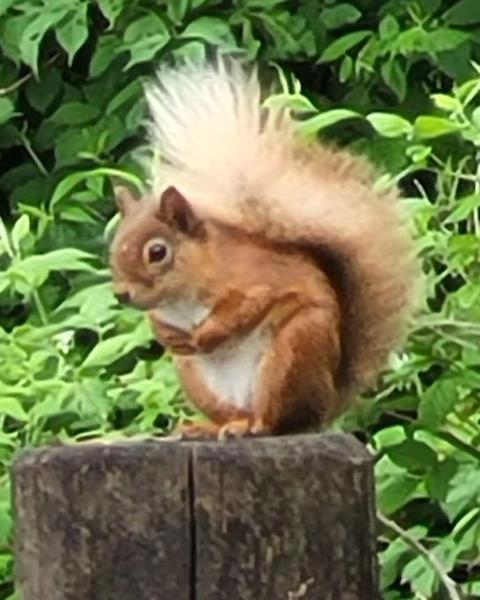 Squirrels Wood Lodge, Nr Glencoe, Dog Friendly - Glencoe