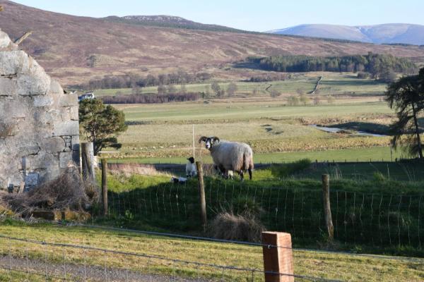 Birch Cottage - Loch Laggan