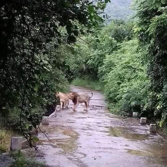 Van Vagdo Prakruti Nivas - Sasan Gir