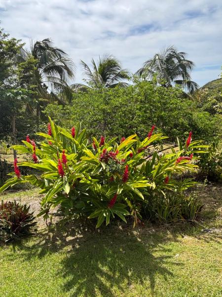 Au Gré Des Alizés - Kaz Soley Péyi - Guadeloupe