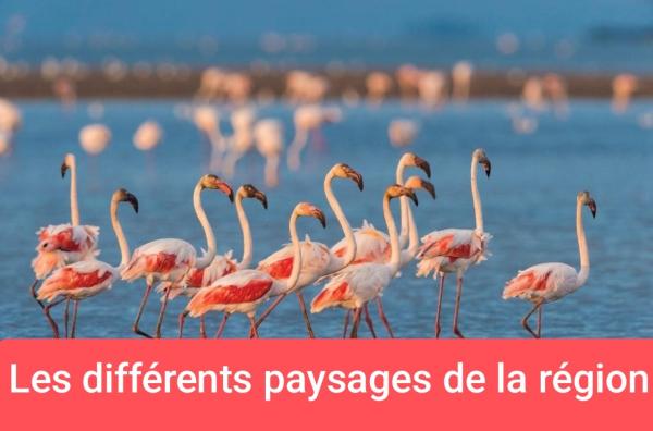 Van Aménagé 3 Couchages Sans Sanitaire Proche De La Plage - Palavas-les-Flots