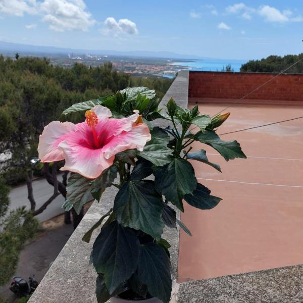 Hibiscus - Rosignano Marittimo