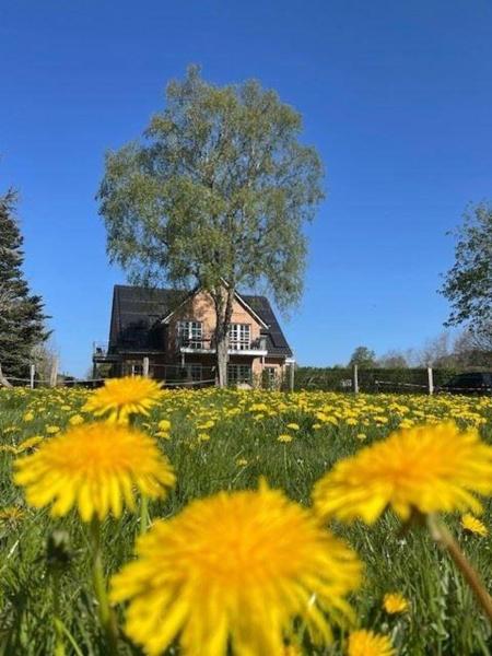 Noor Og Mit Studio Nr.4 - Sehestedt