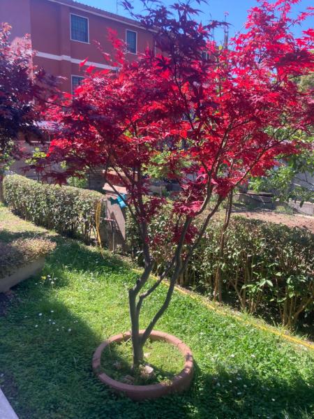 Delizioso Appartamento In Villa Tra Mare E Città - Pomezia