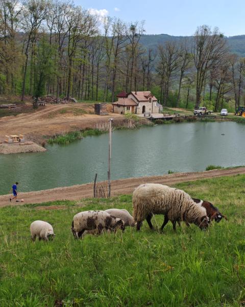 Peaceful Lake House - Buzău