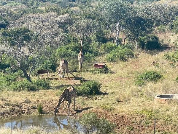 Tholo-manzi Private Game Lodge - Zeerust