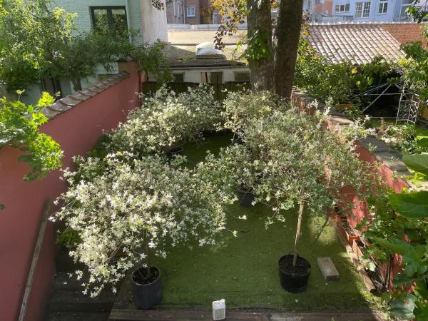 Le Flagey Green Place - Uccle