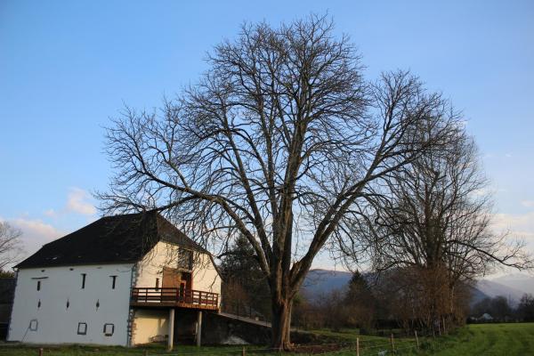 Grange Kanderatzea - Mauléon-Licharre