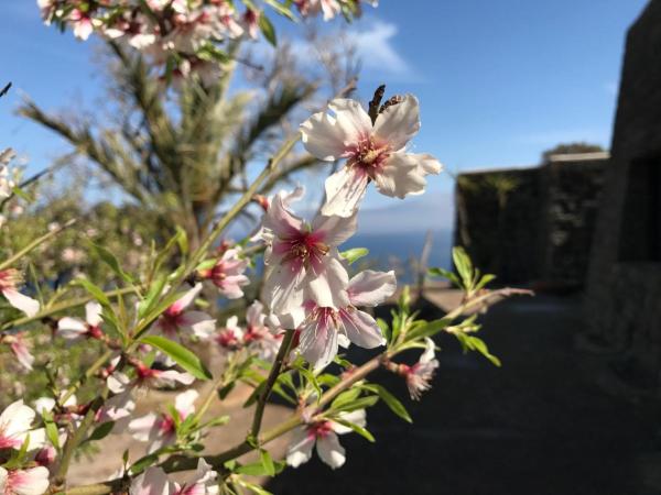 Dammuso -Villa Tipica Siciliana- Arco Dell'elefante - Pantelleria