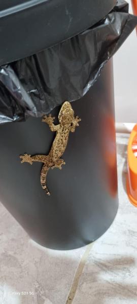 Econative Baru 2 - Costa Rica