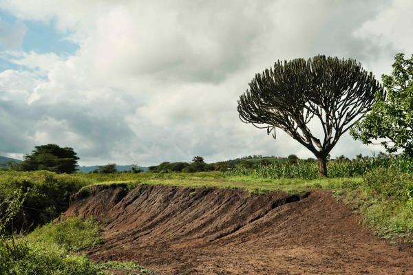 Msovi Nest - Tanzanie