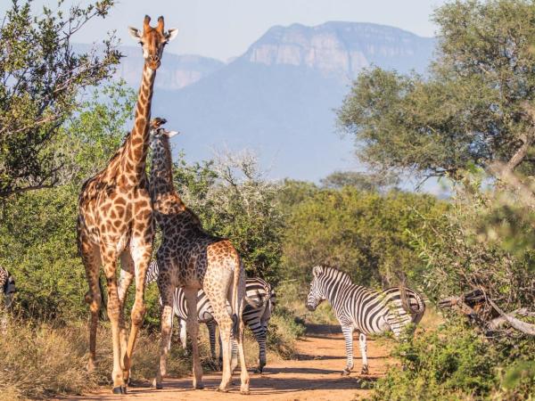Afrikaya Bush Lodge - Hoedspruit