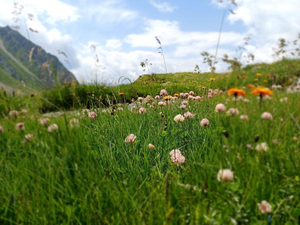 Chalet Waldhof - Austria