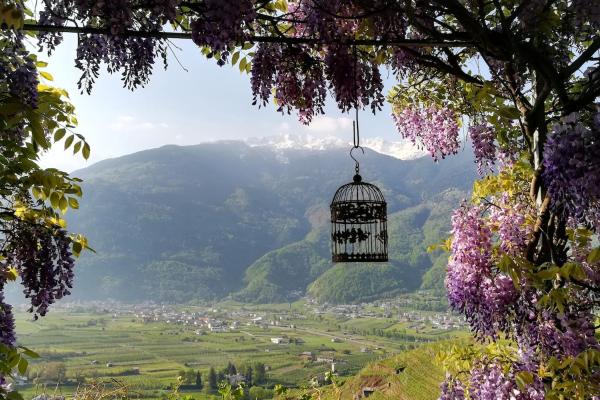 Casa Il Glicine Valtellina - Sondrio