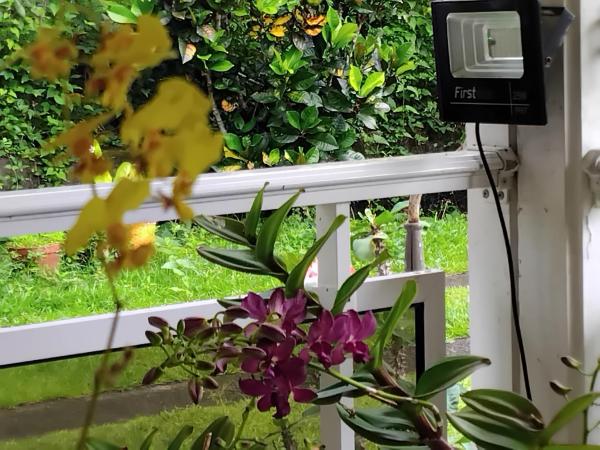 Vanille - Guadeloupe