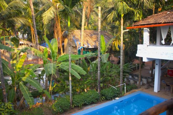 Neon Chameleon - Goa