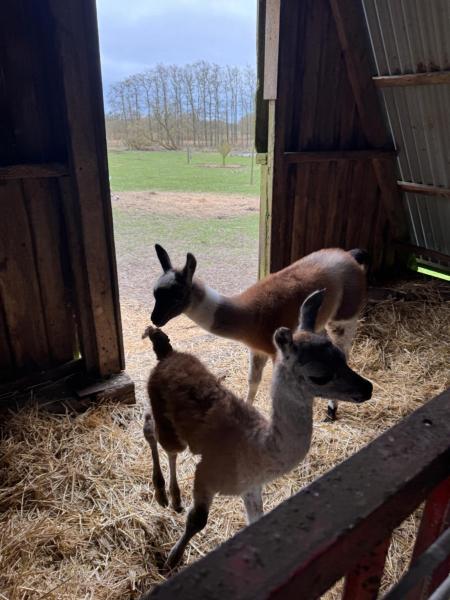 Billund Farm Holiday - Dania