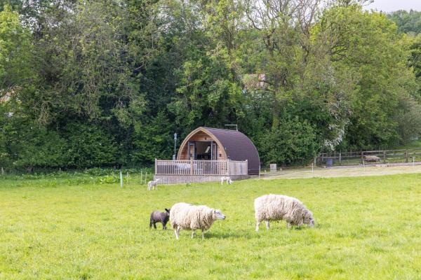 Ashberry Glamping Pod - Helmsley