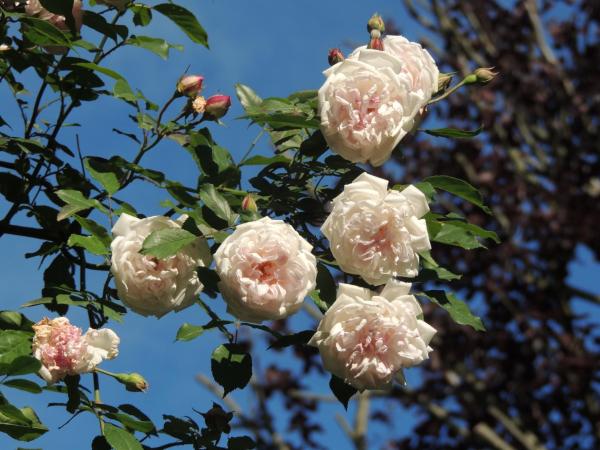 Il Faggio Rosso - Varese