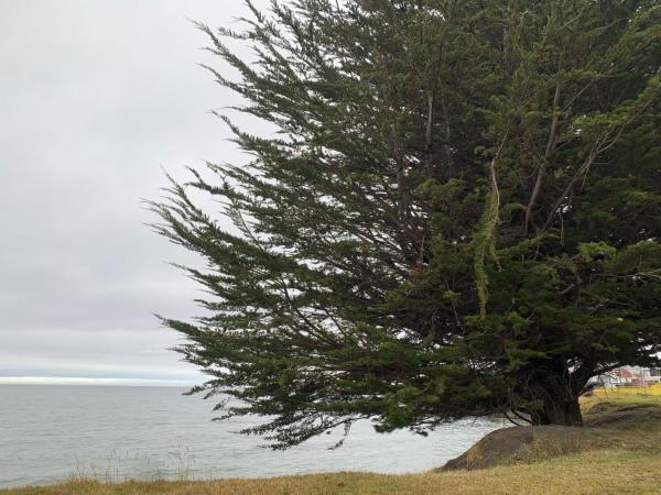 Bosques Del Paico, Punta Arenas - Punta Arenas