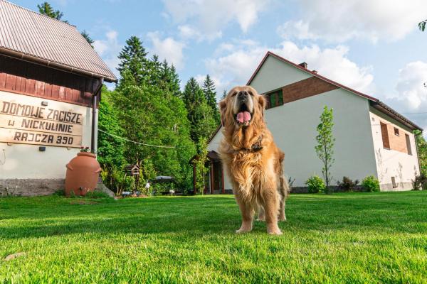 Domowe Zacisze W Nickulinie - Novoť