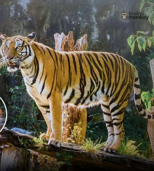 Ranthambore Safari Booking - Sawai Madhopur