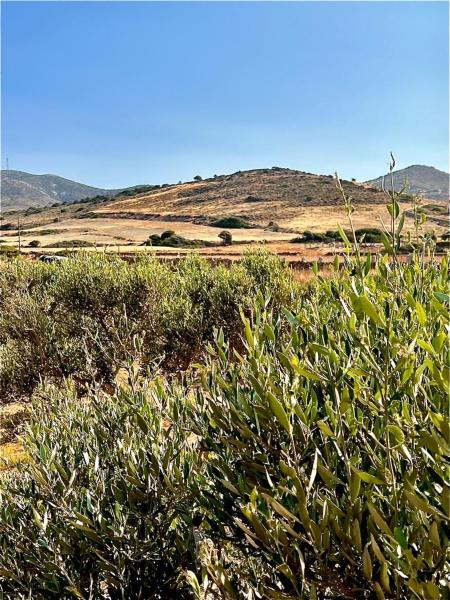 Ampelonas Antiparos - Antiparos