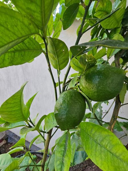 Lemon House - Tirana