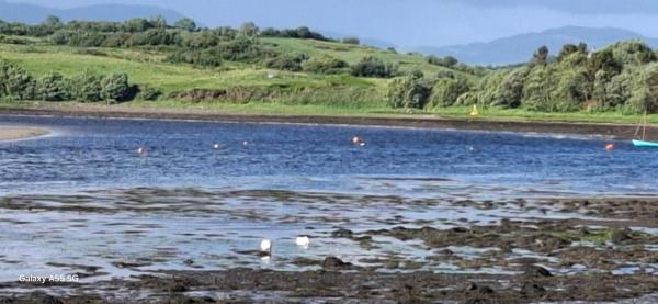 Lavender Hill - Ireland