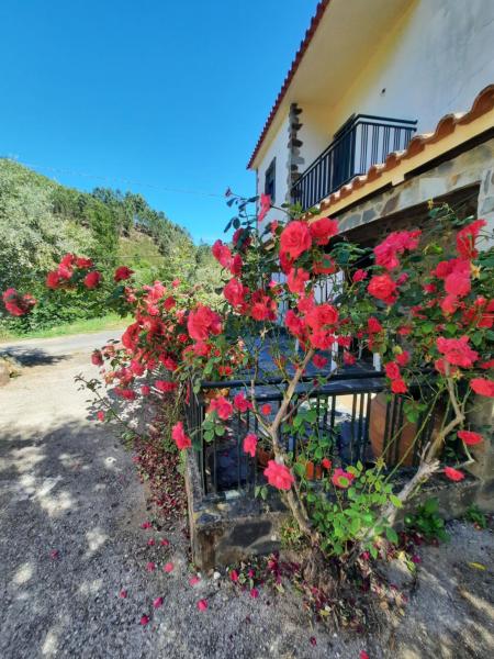 Casa Penafalcão - Proença-a-Nova