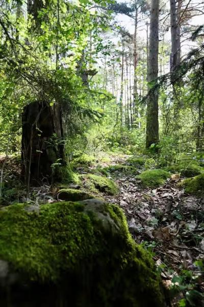 Chalet Nature & Loisirs - Seyne