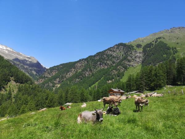Agriturismo Malga Pontevecchio - Vermiglio