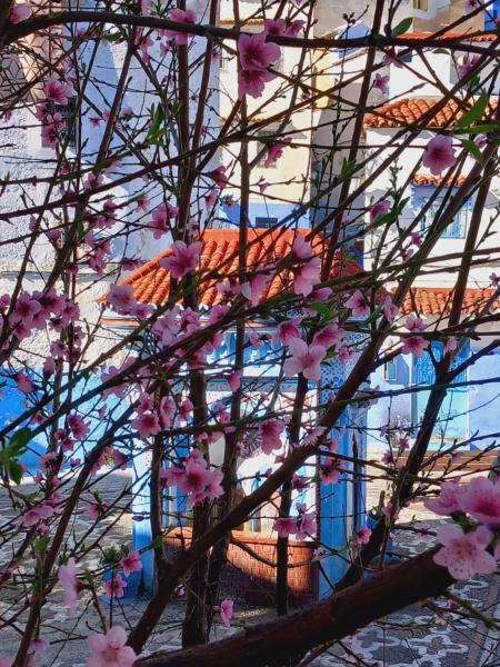La Petite Maison De Chaouen - Chefchaouen