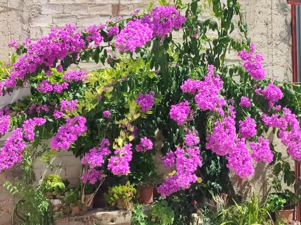 Antica Cluviae - Lanciano
