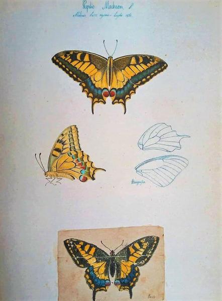 The Naturalists - Palermo