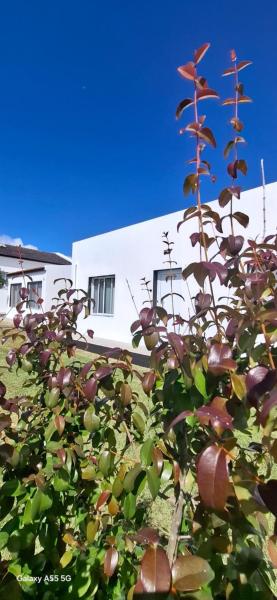 Pineapple Studio - Portugal