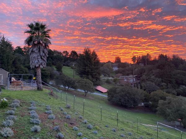 Lavandine Farm - Morgan Hill, CA