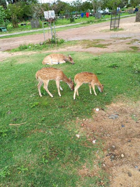 Villavillagekanthale - Sri Lanka