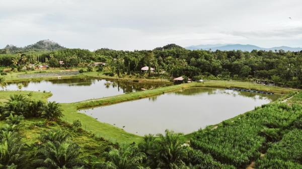 The Farm - Bentong