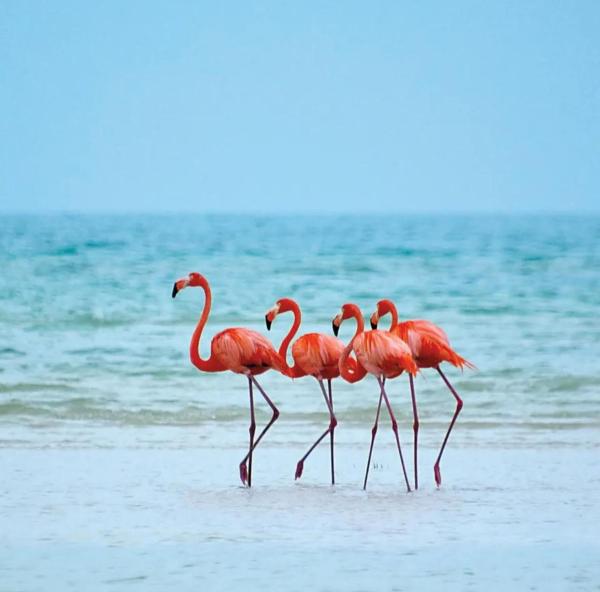 Golden Hour 2br Ocean View Apt - Isla Holbox