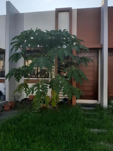 Buds Place - Dumaguete