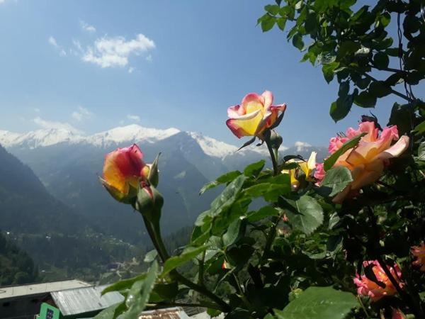 Mountain View Guesthouses &Cafe - Tosh