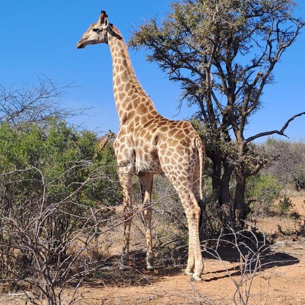 Ndlovu 41 Inside The Dinokeng Big 5 Game Reserve - South Africa