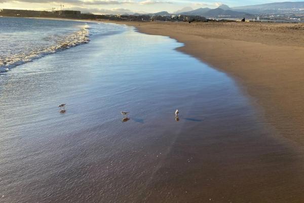 ÁTico 2 Terrazas, Piscina Y Parking En La Tejita - San Miguel de Abona