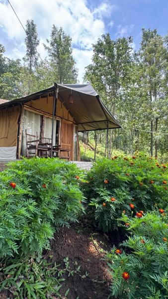 Deshadan Jungle - Kerala